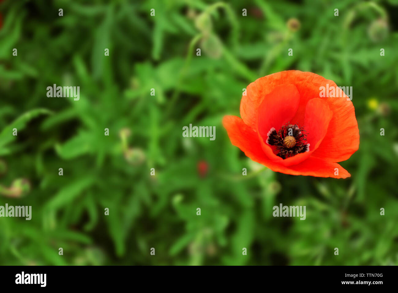 Beautiful wild red poppy on blurred nature background Stock Photo - Alamy