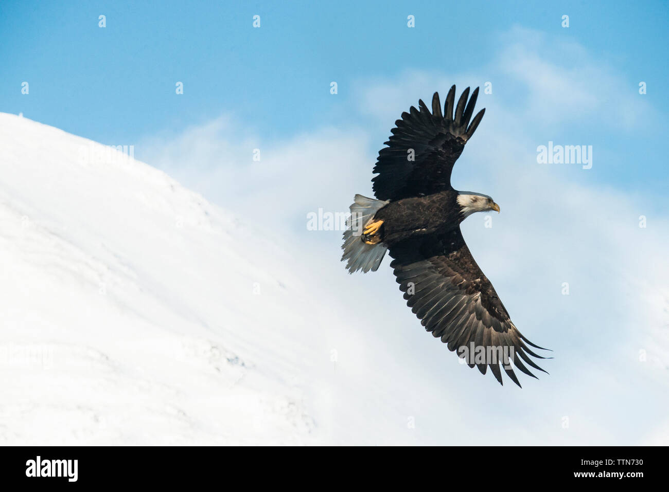 Bald eagle flying close up hi-res stock photography and images - Alamy