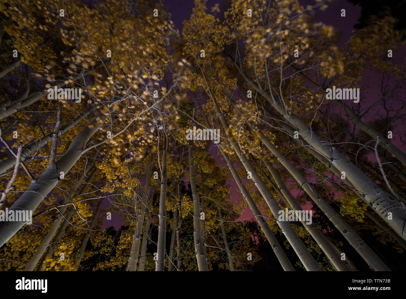 Aspen trees forest hi-res stock photography and images - Alamy