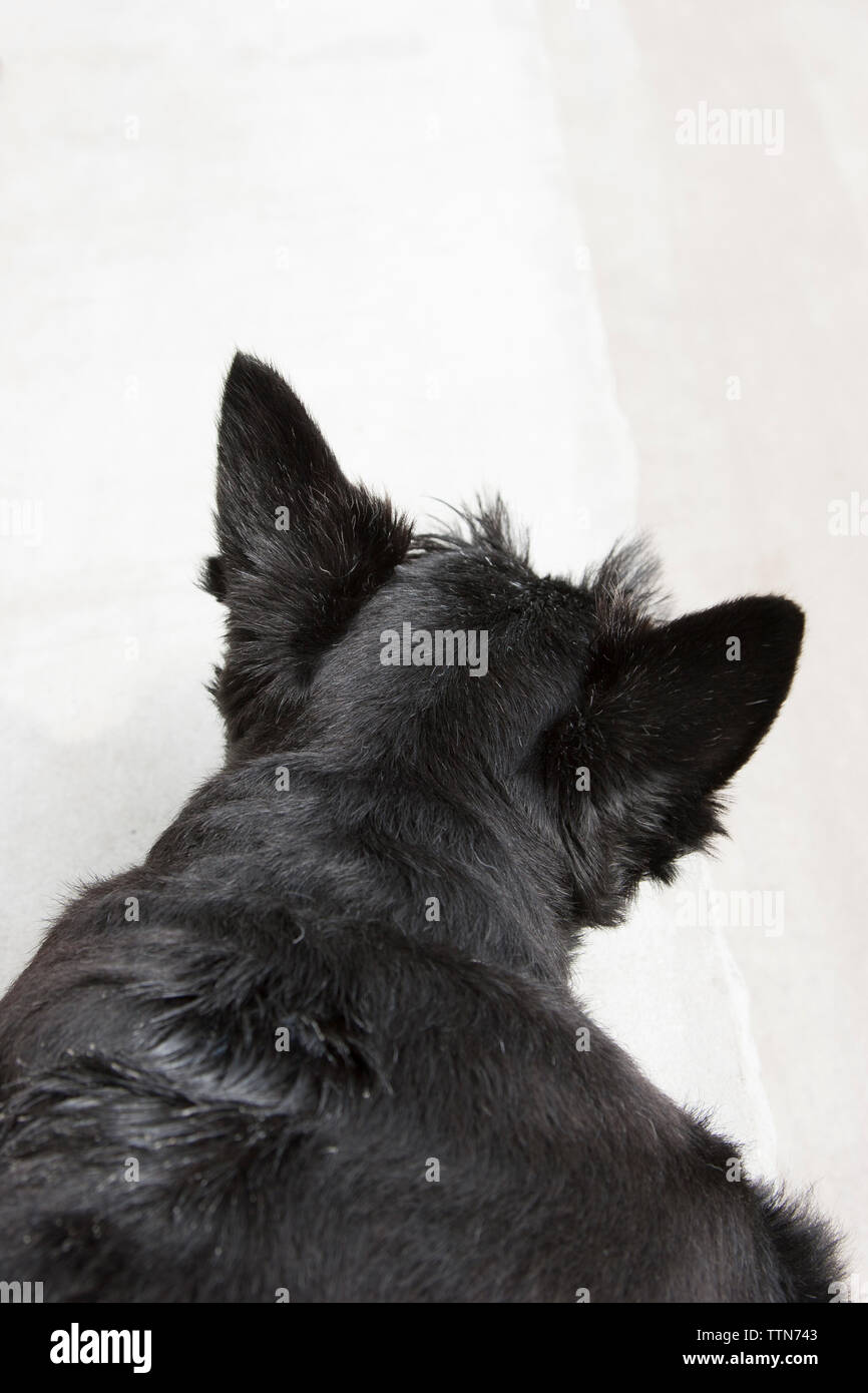 Dog looking down from behind hi-res stock photography and images - Alamy