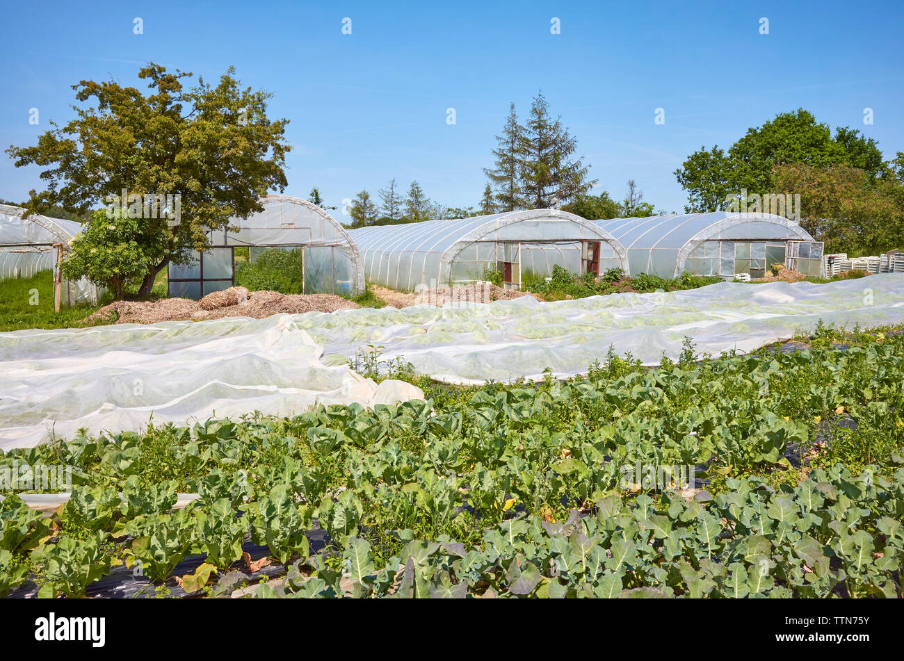 Organic vegetable farm with greenhouses in distance Stock Photo - Alamy