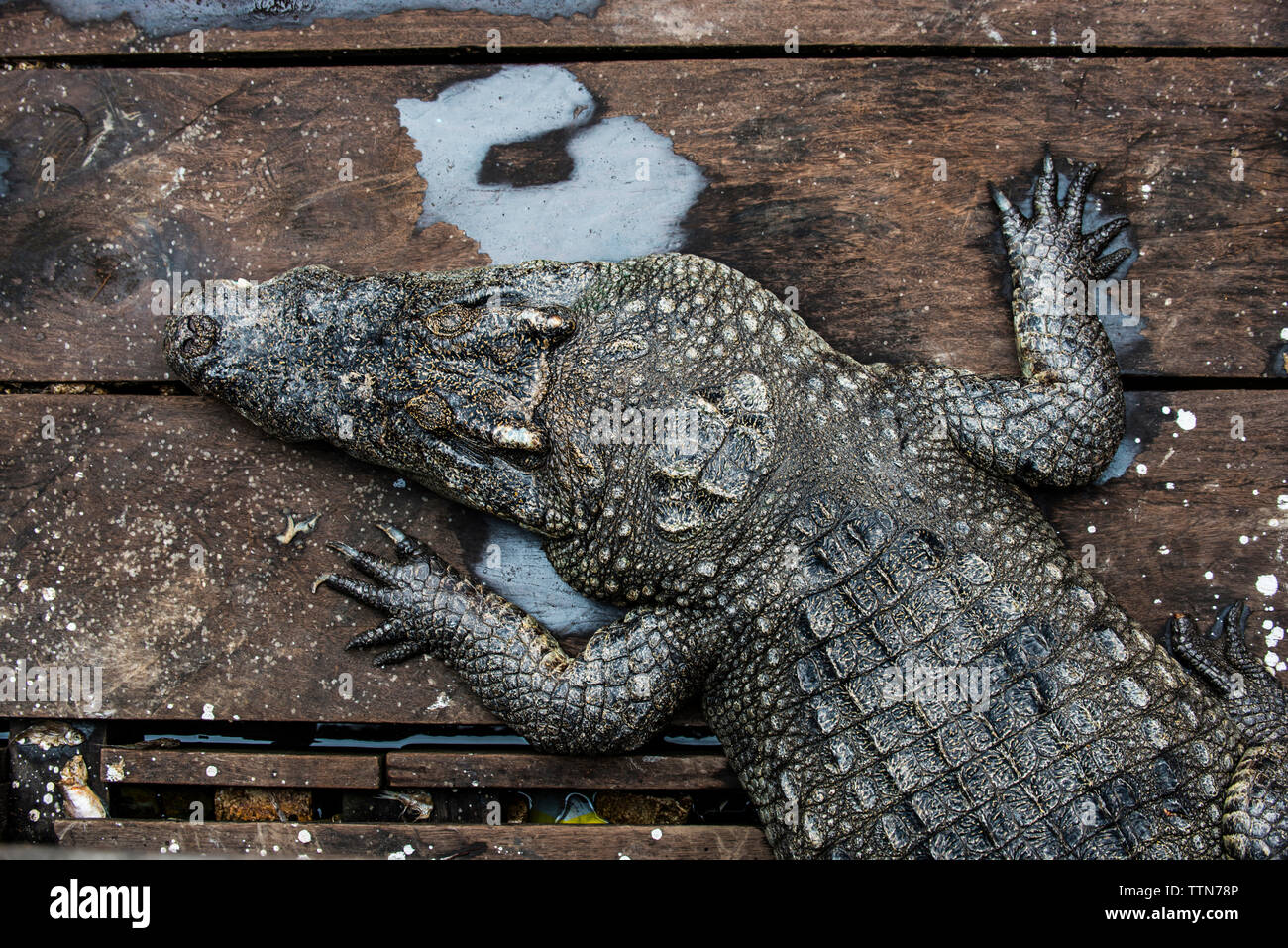 Crocodile overhead view hi-res stock photography and images - Alamy