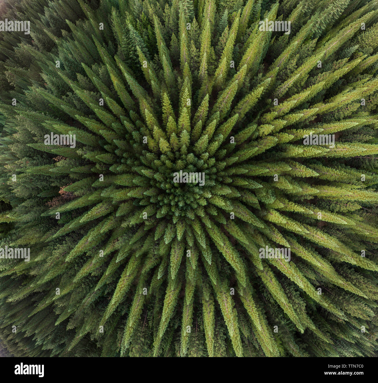 Trees overhead hi-res stock photography and images - Alamy