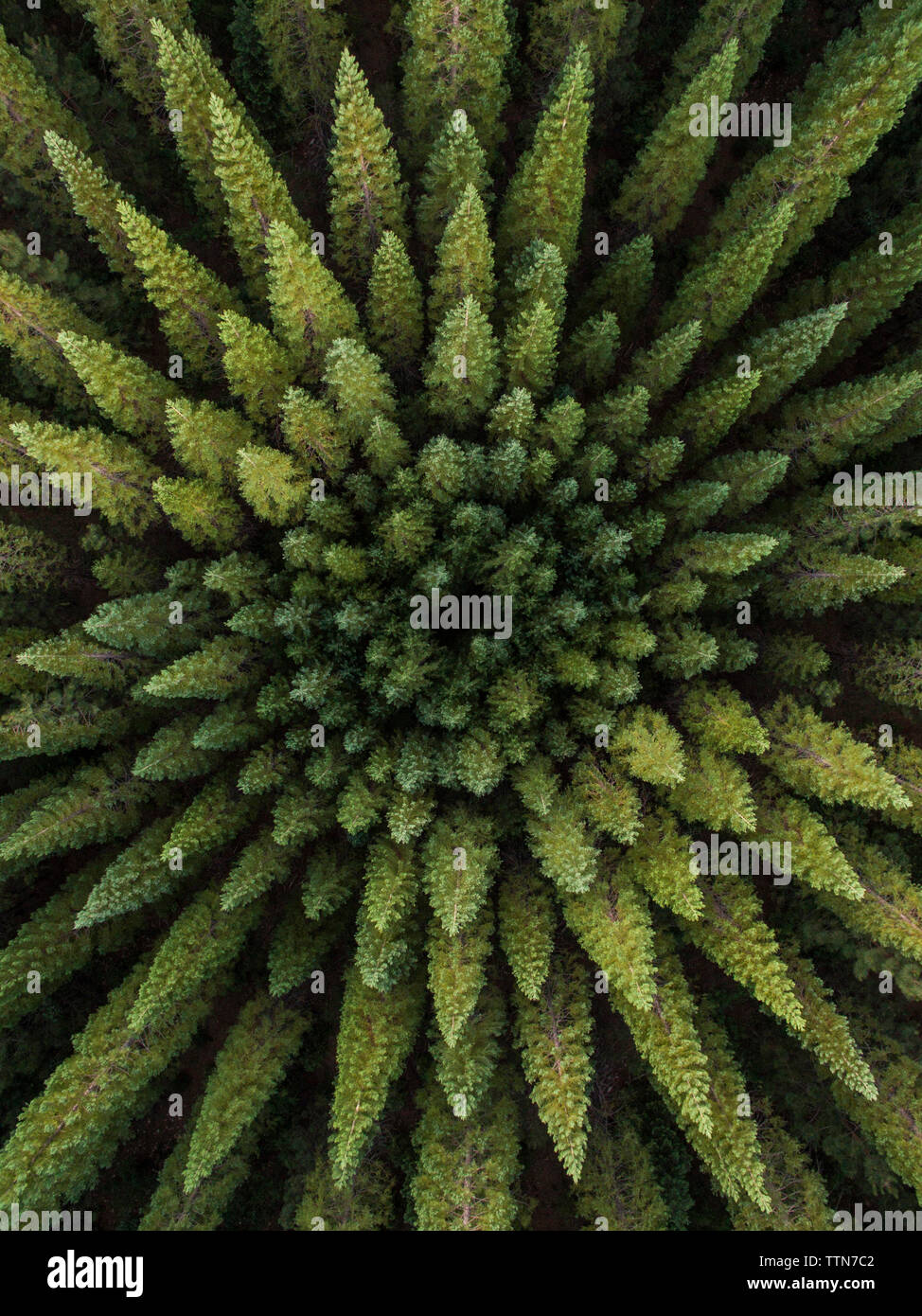 Trees overhead hi-res stock photography and images - Alamy