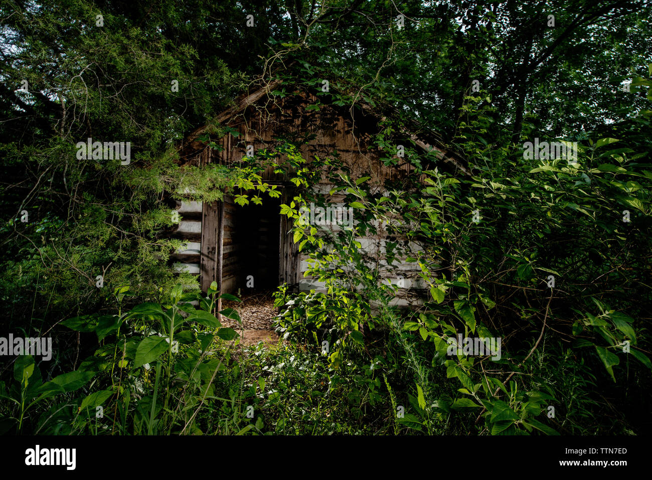 Wood cabin forest hi-res stock photography and images - Alamy