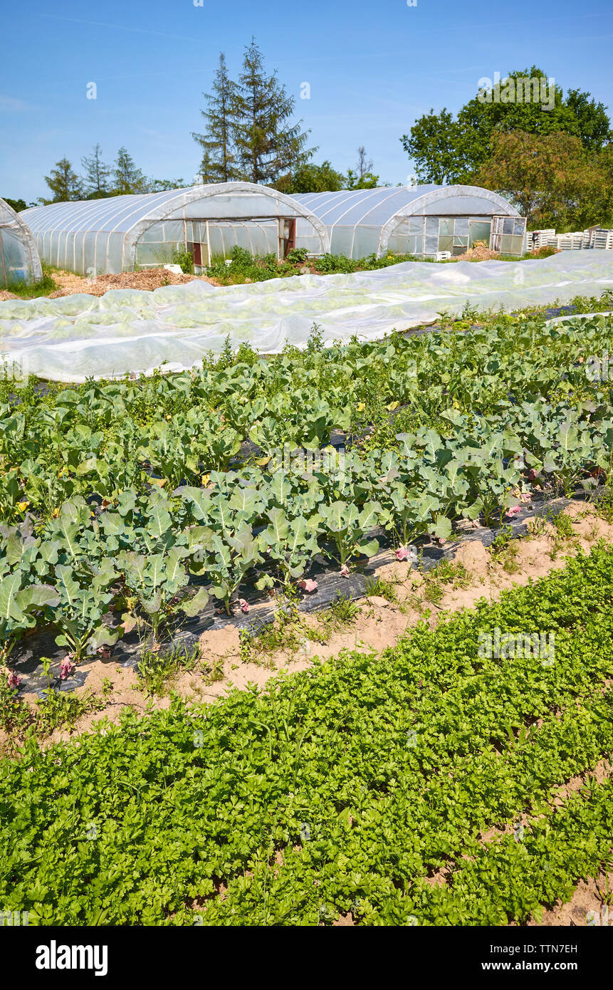 Organic vegetable farm with greenhouses in distance Stock Photo - Alamy
