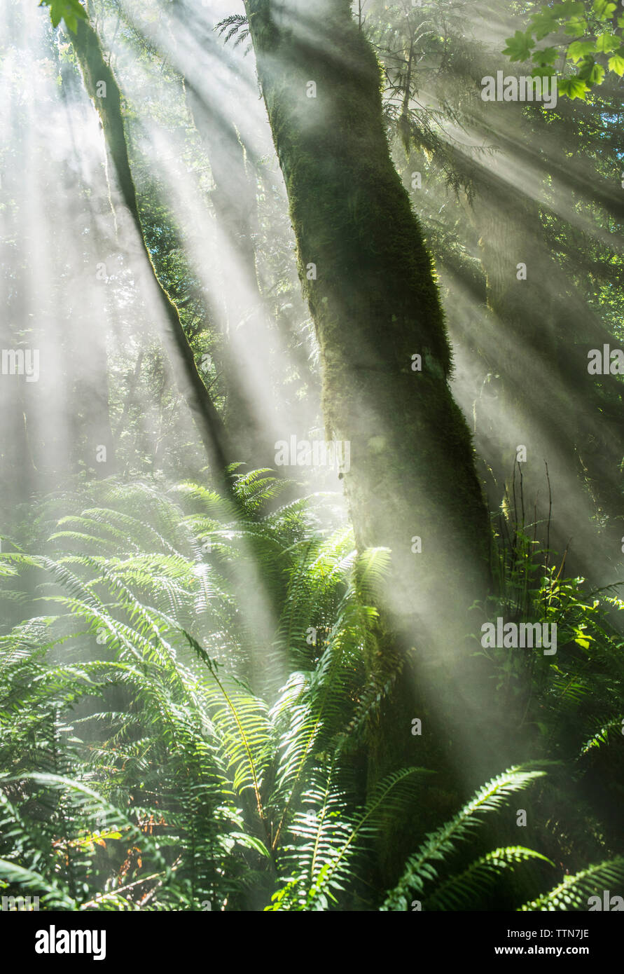 Scenic view of sunlight falling on trees and plants in forest Stock ...
