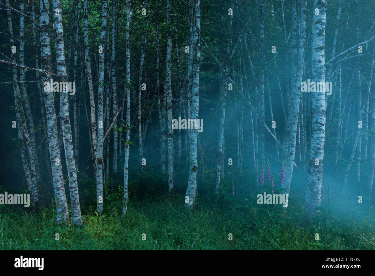 Trees growing in forest at night Stock Photo - Alamy