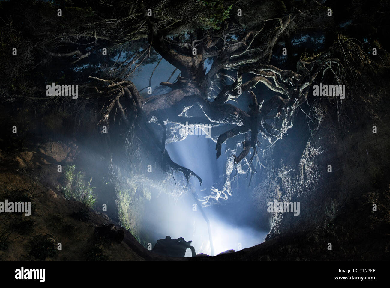 Light emitting through trees in forest at night Stock Photo - Alamy