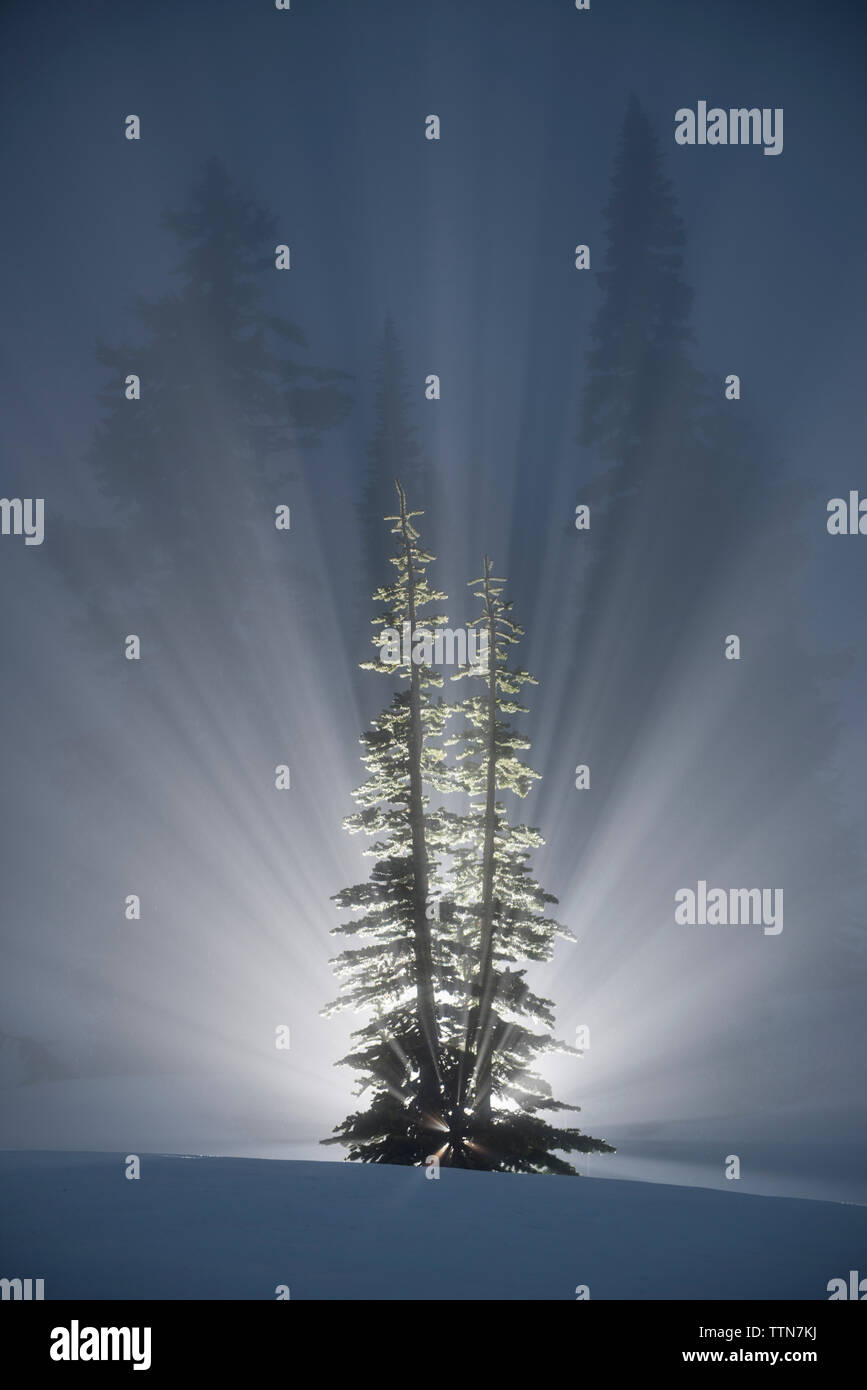 Light emitting through trees in forest during winter at night Stock ...