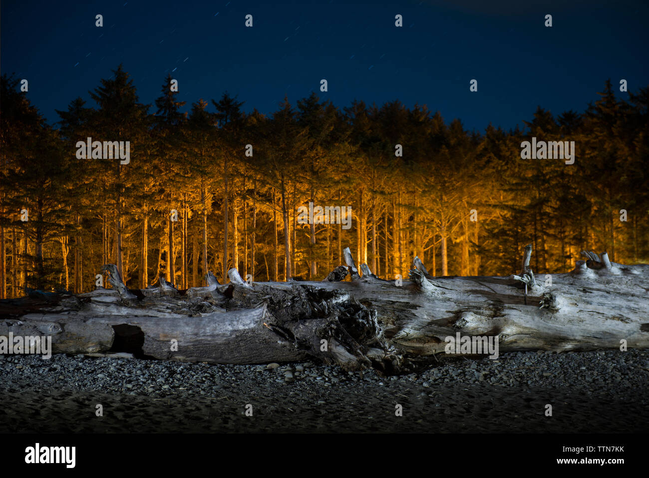 Trees and night hi-res stock photography and images - Alamy