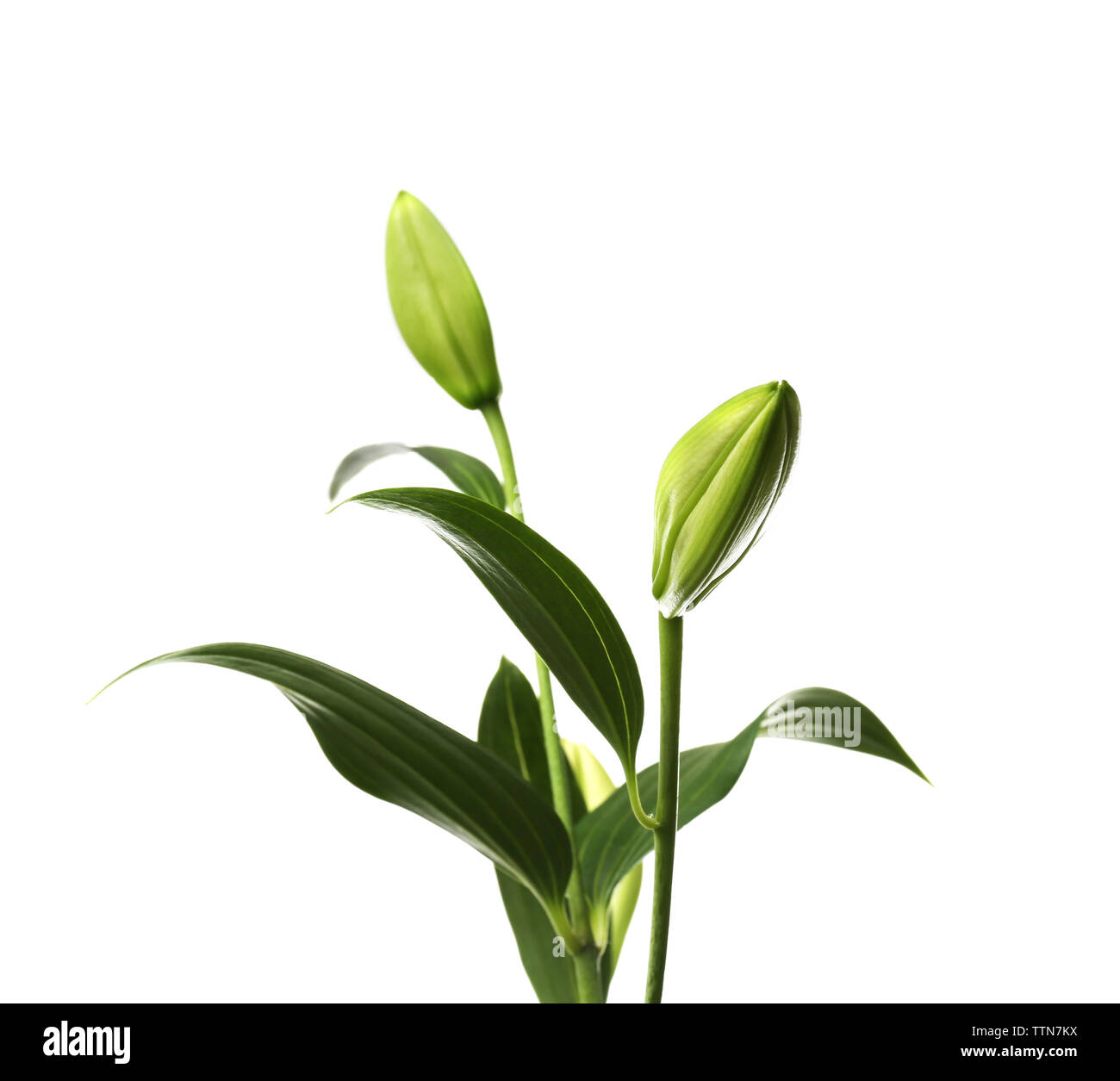 Closed pink lily buds hi-res stock photography and images - Alamy