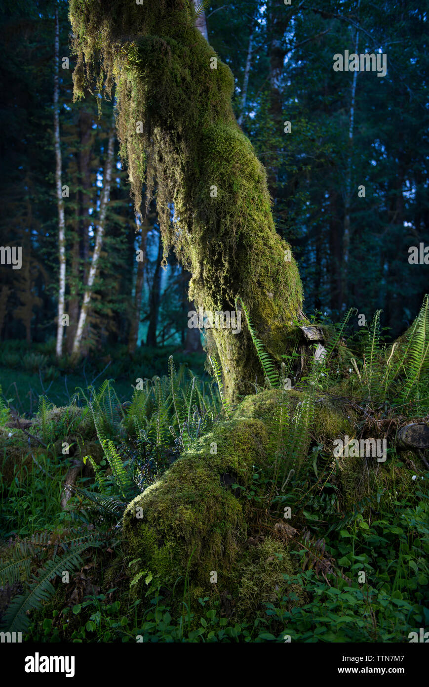 Moss growing on trees hi-res stock photography and images - Alamy