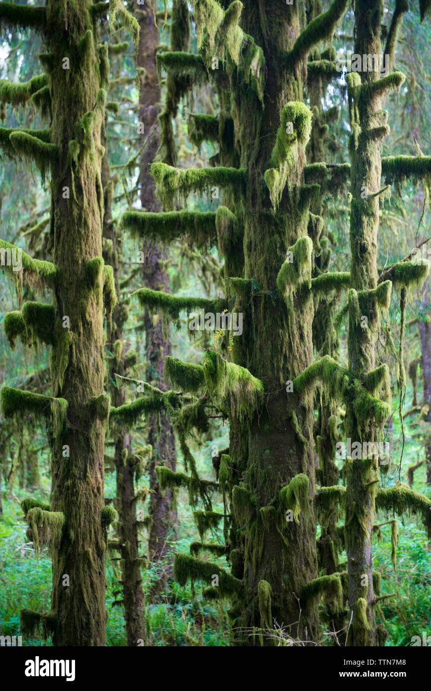 Olympic national forest trees hi-res stock photography and images - Alamy