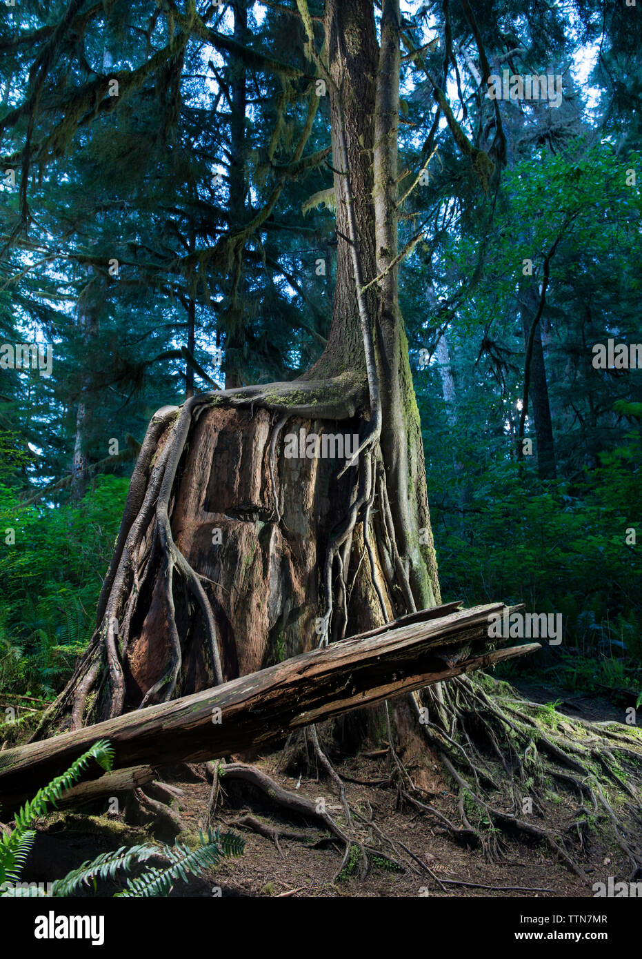 Rainforest trees growing hi-res stock photography and images - Alamy