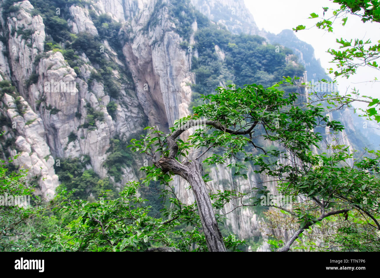 A single tree and geological formations on Mount Song in Henan Province ...
