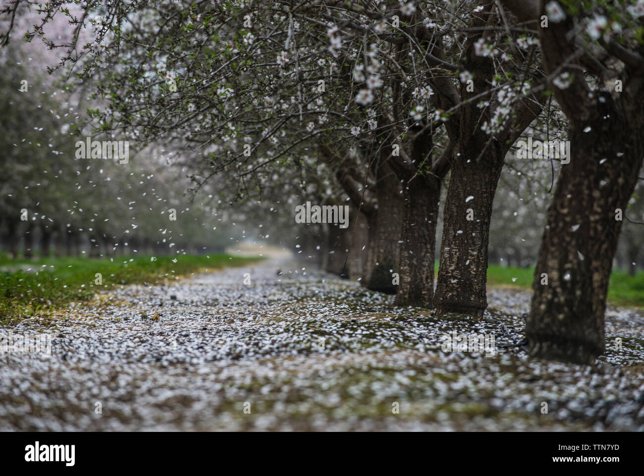 Scenic view of trees at park during snowfall Stock Photo - Alamy