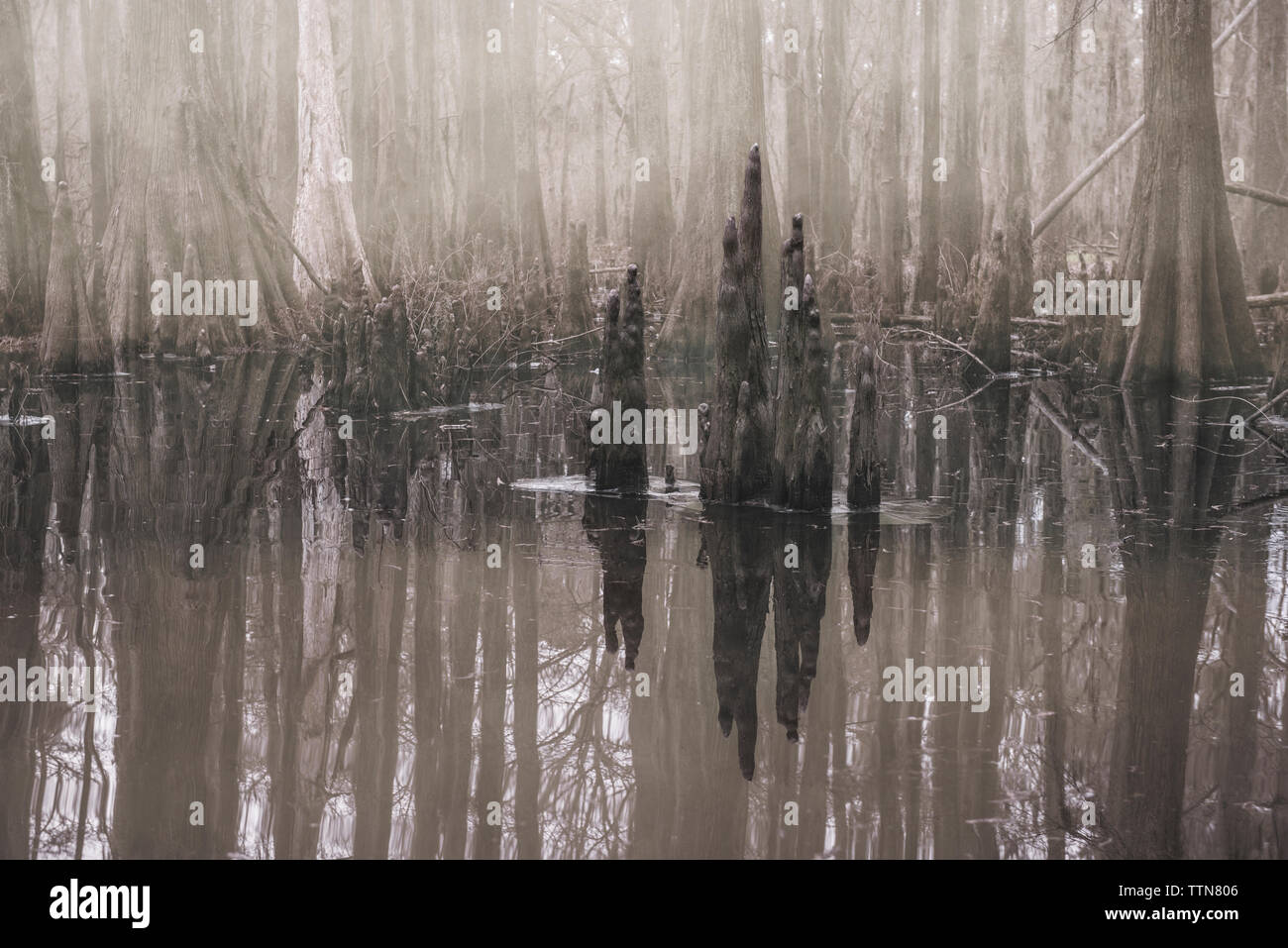Scenic view of Caddo Lake in forest during foggy weather Stock Photo ...