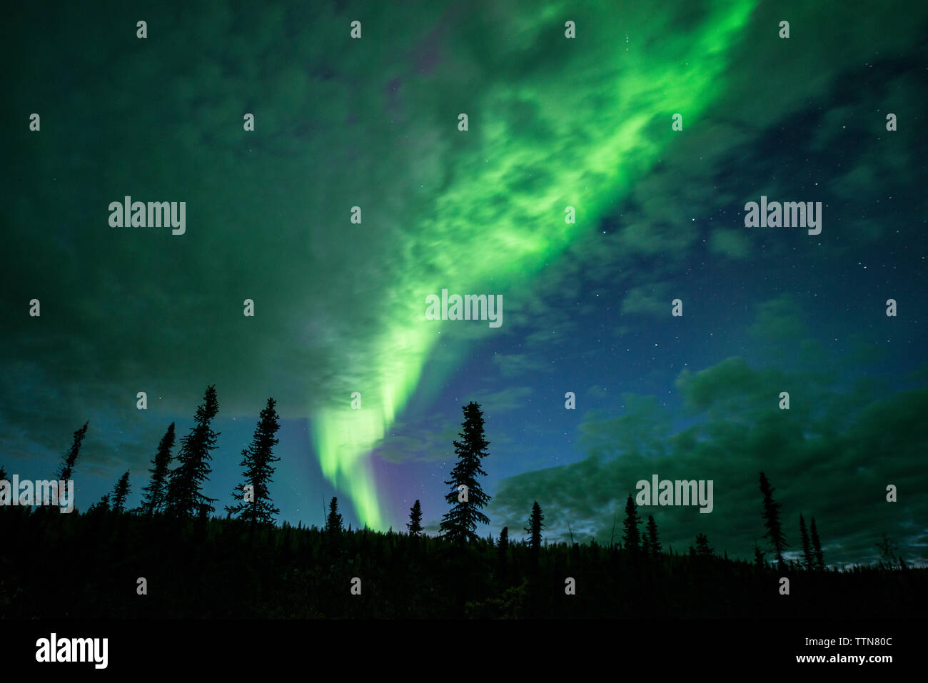 Silhouette trees on field at Tombstone Territorial Park against aurora ...