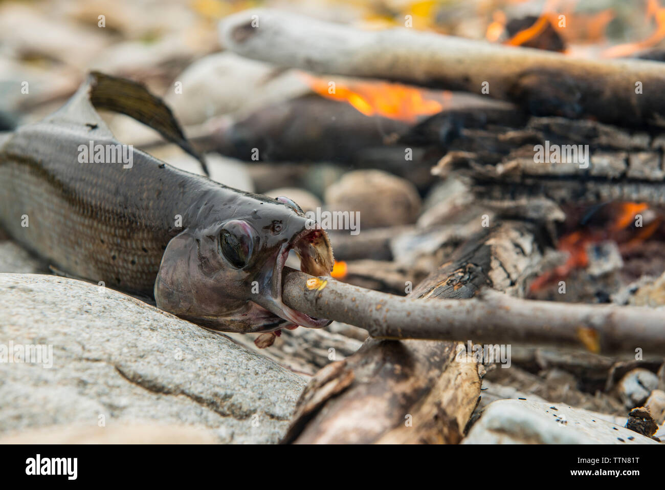 Campfire fish hi-res stock photography and images - Alamy