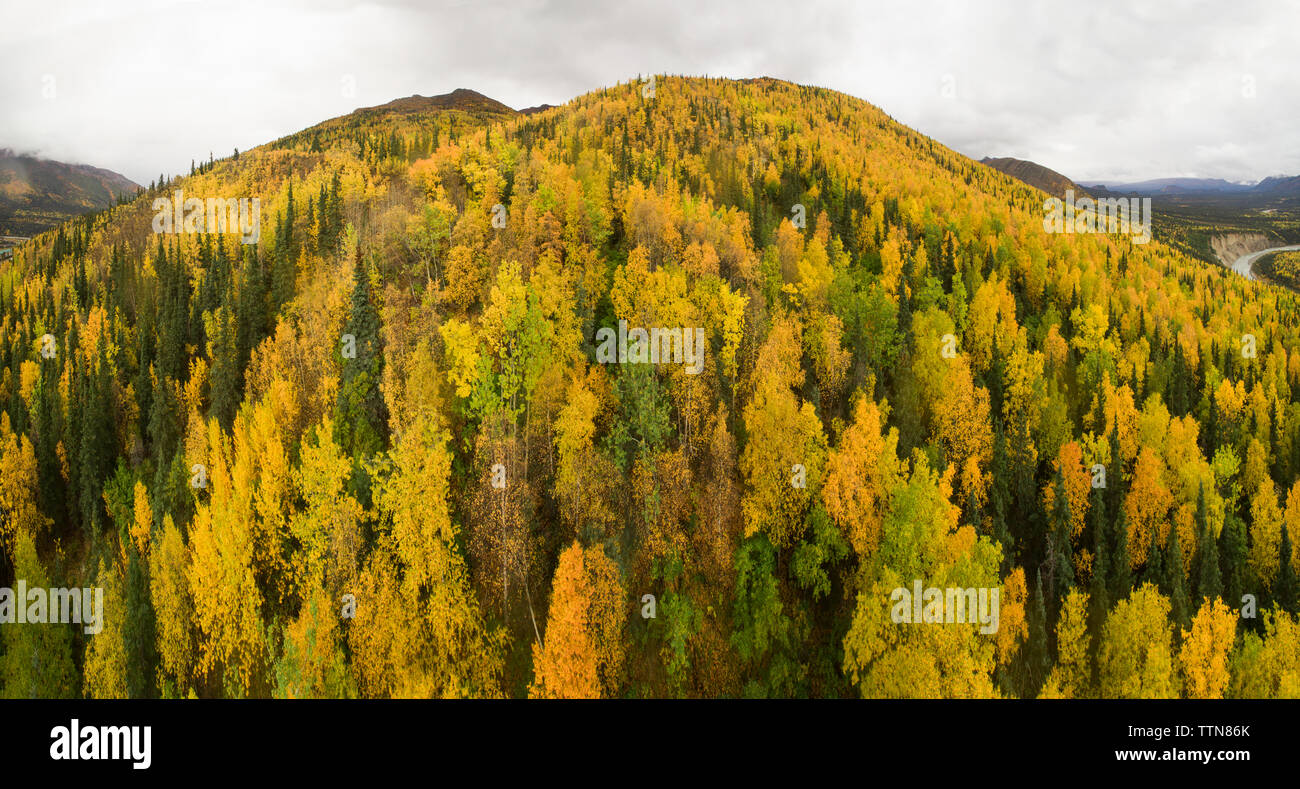Forest with sky hi-res stock photography and images - Alamy