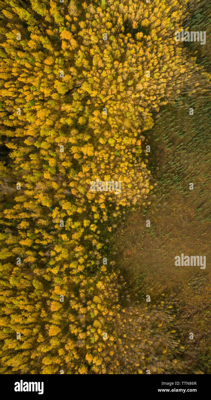 Aerial view of trees on field in forest at Denali National Park and ...