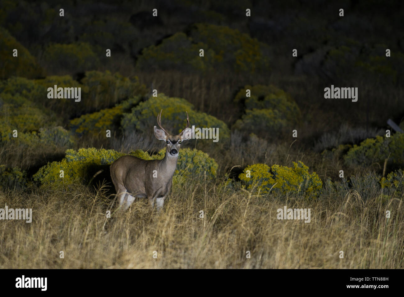 Portrait of deer standing on field in forest at night Stock Photo - Alamy