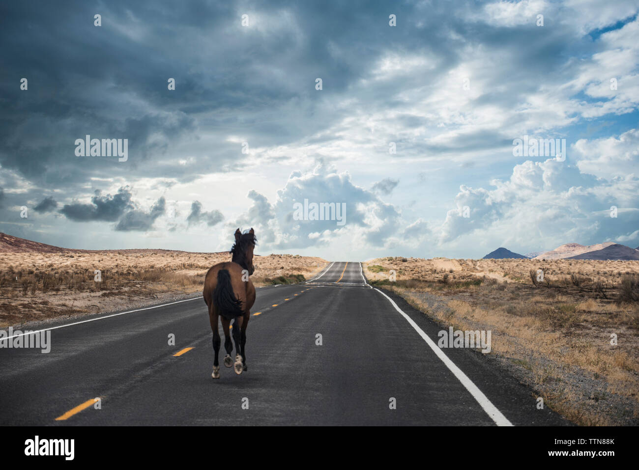 Rear view of horse hi-res stock photography and images - Alamy