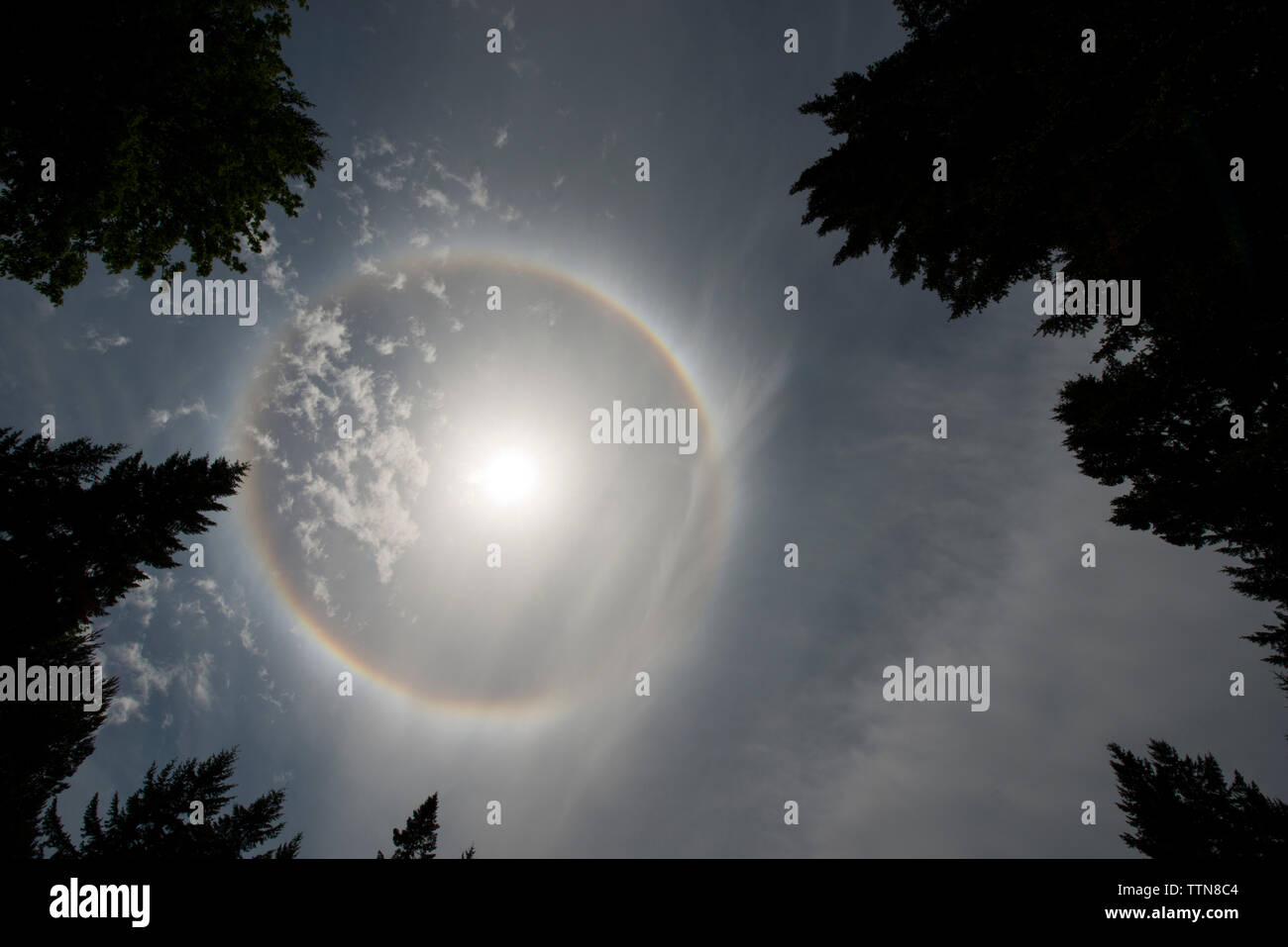 Low angle view of sun amidst silhouette trees against sky Stock Photo ...