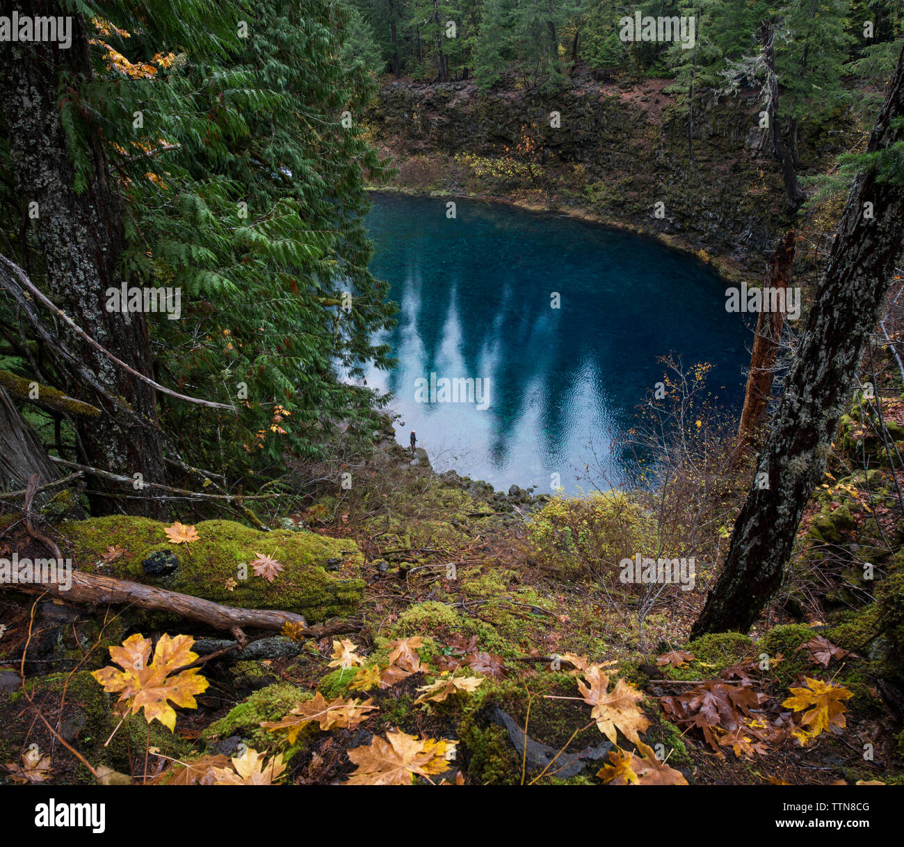Pool in forest hi-res stock photography and images - Alamy