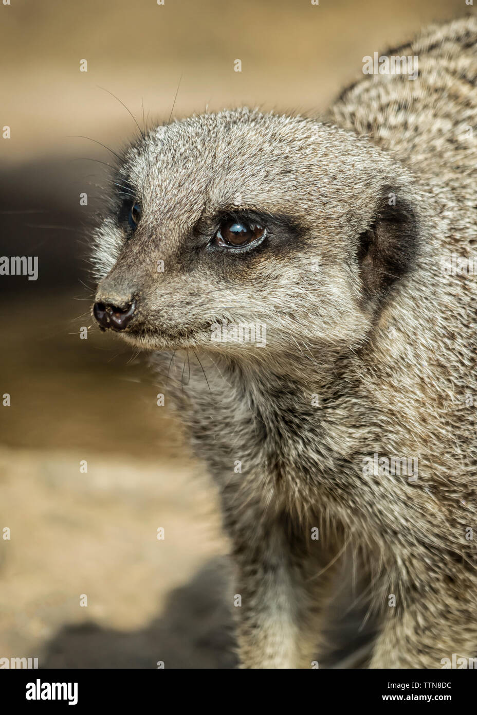 Compare The Market Meerkat High Resolution Stock Photography and Images ...