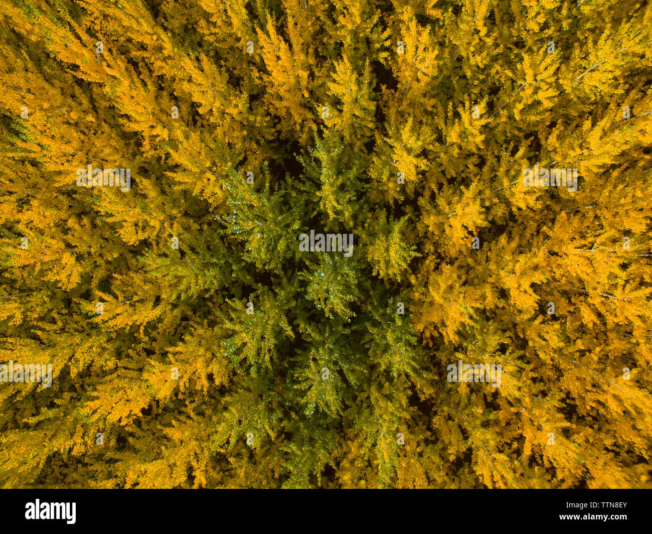 Forest backgrounds hi-res stock photography and images - Alamy