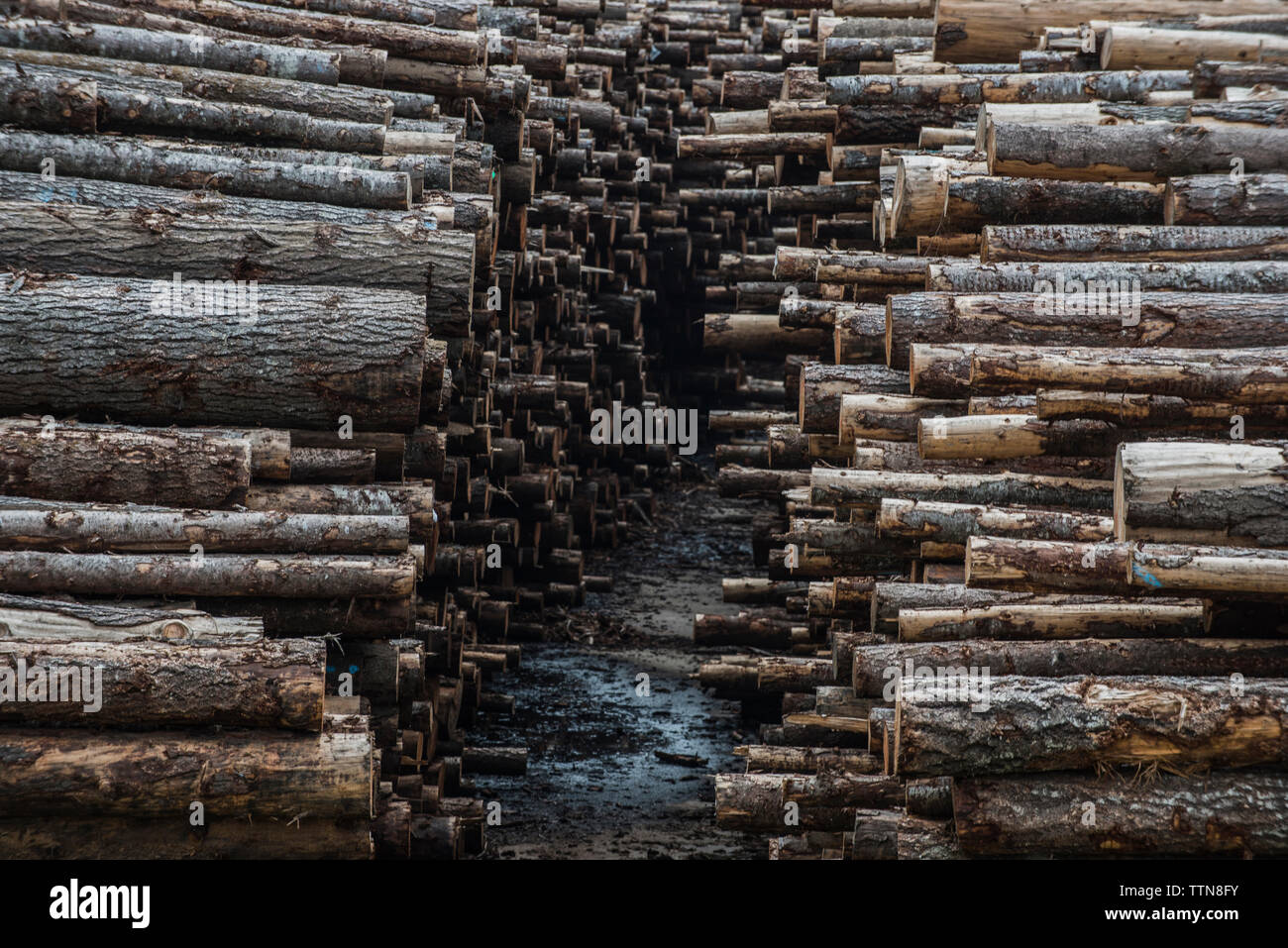 Stacked tree trunk at lumberyard Stock Photo - Alamy