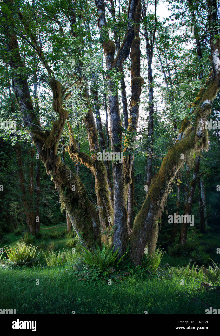 Trees growing in forest Stock Photo - Alamy
