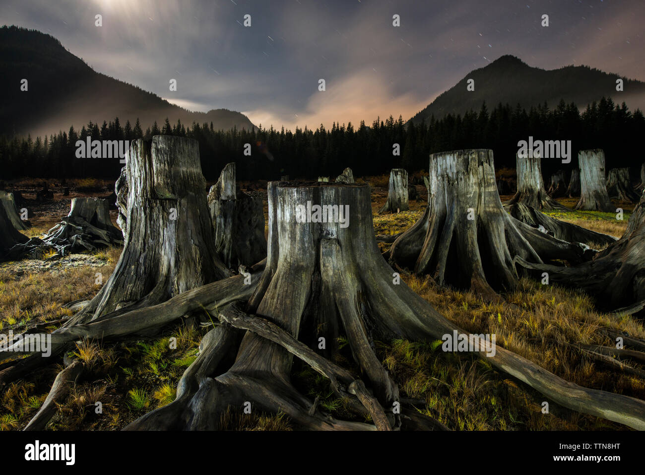 Stumps deforestation hi-res stock photography and images - Alamy