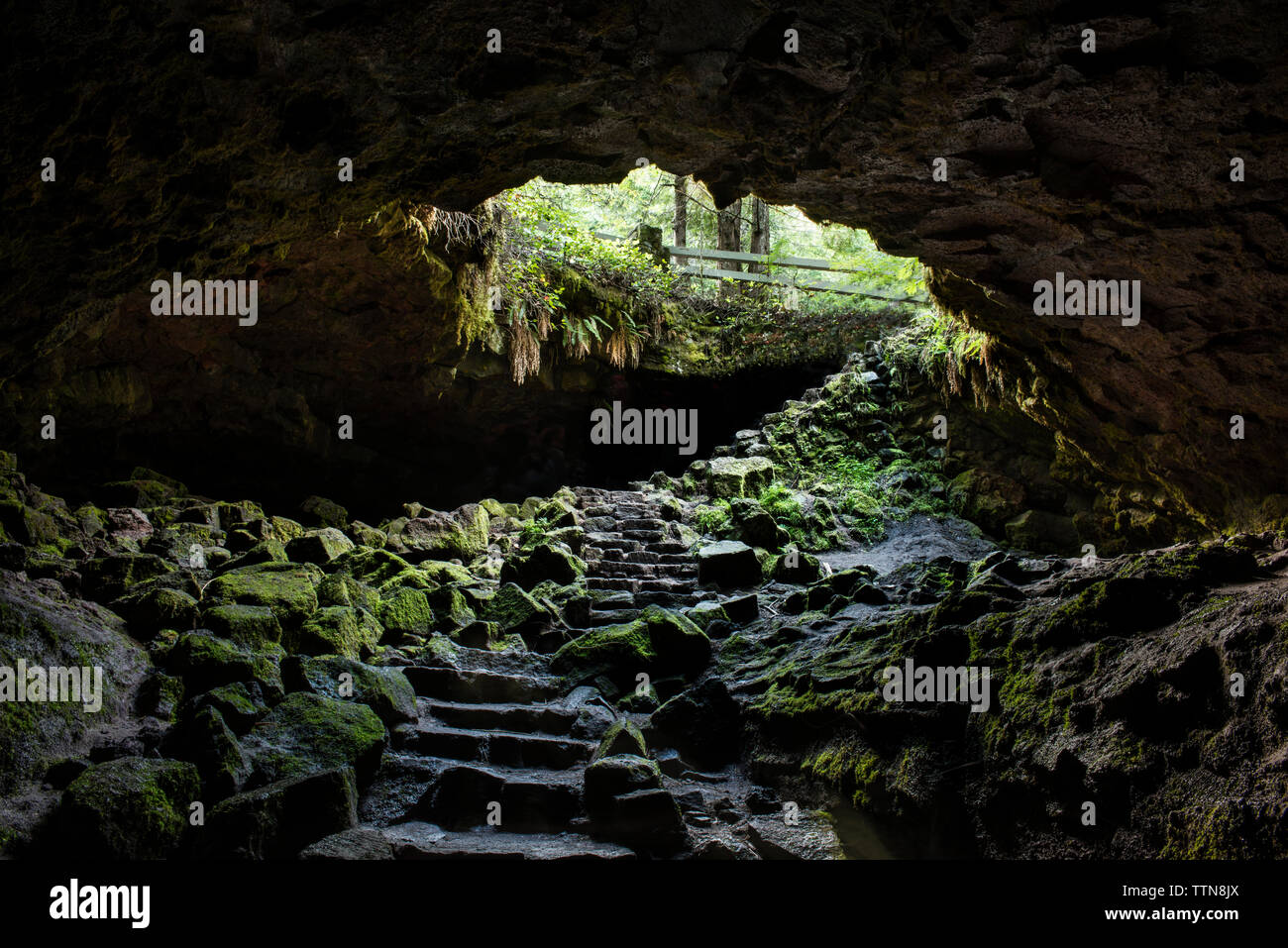 Cave forest hi-res stock photography and images - Alamy