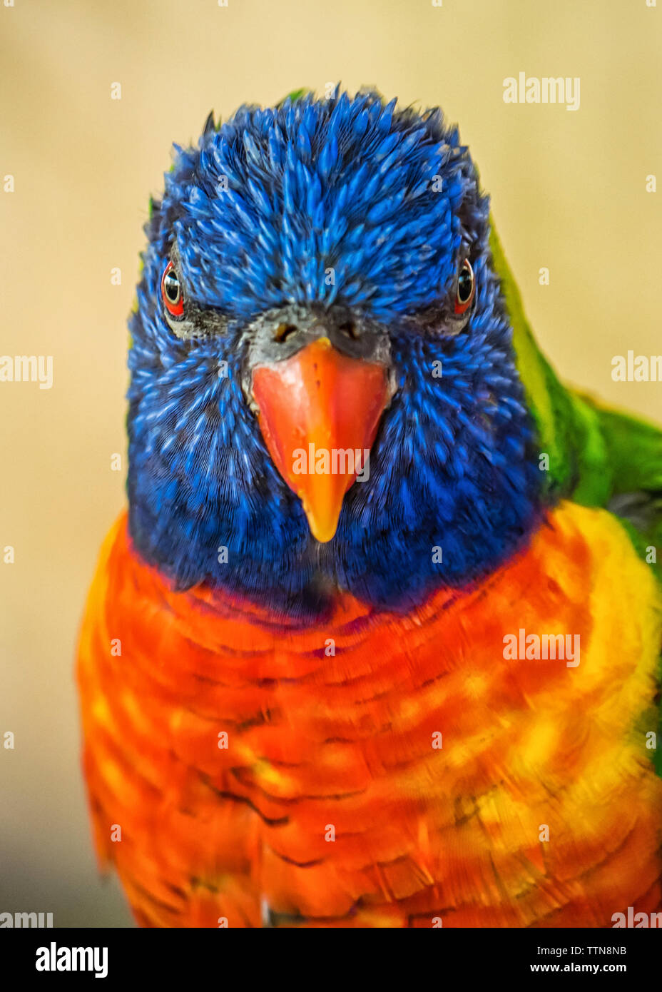 Parrakeet hi-res stock photography and images - Alamy