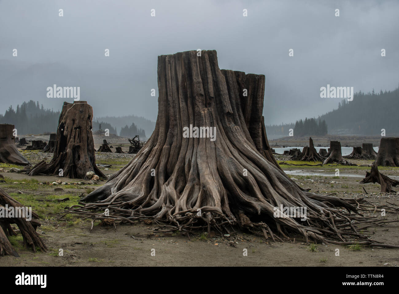 Of tree stumps hi-res stock photography and images - Alamy