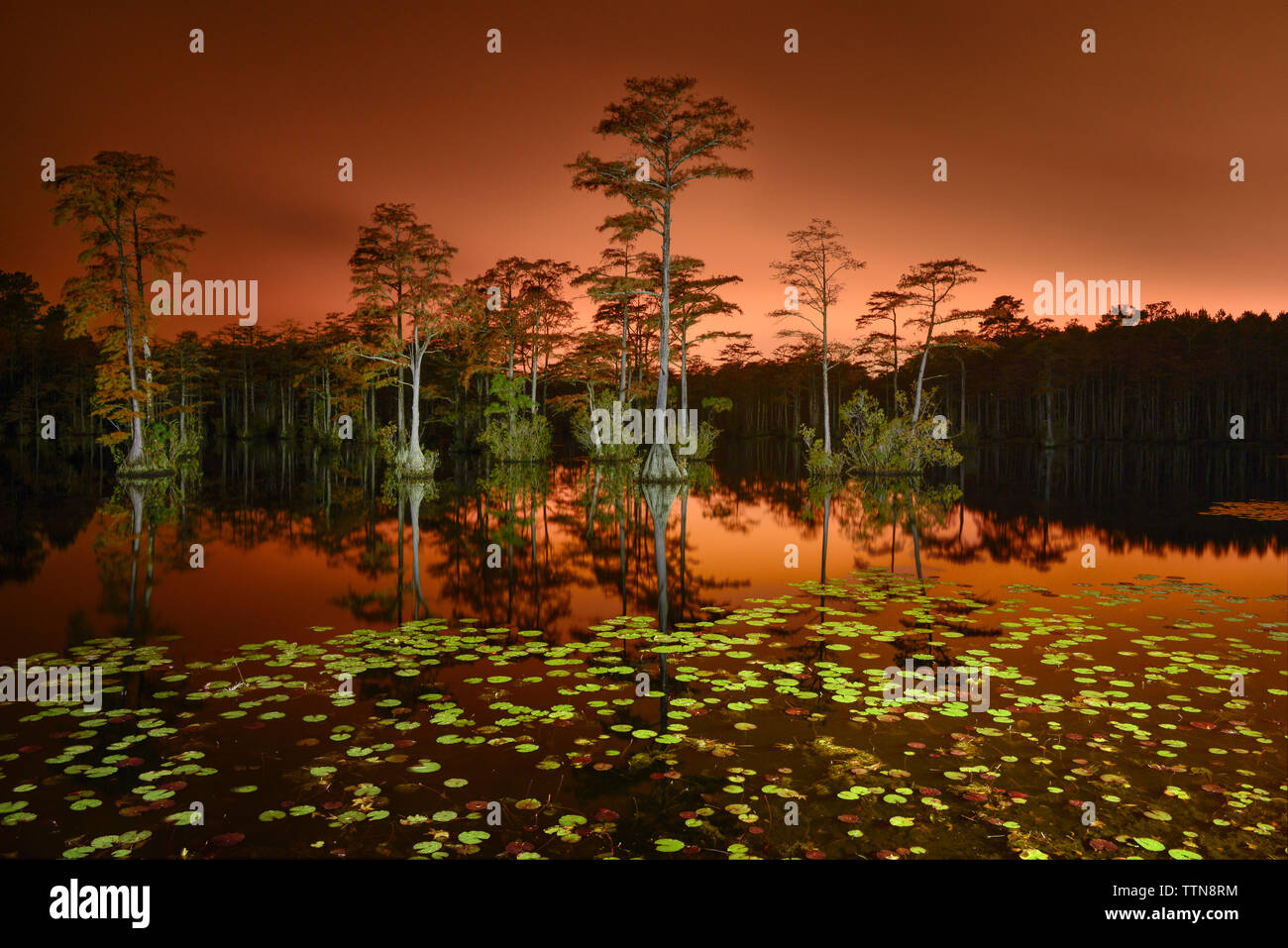 Swamp cypress leaves hi-res stock photography and images - Alamy
