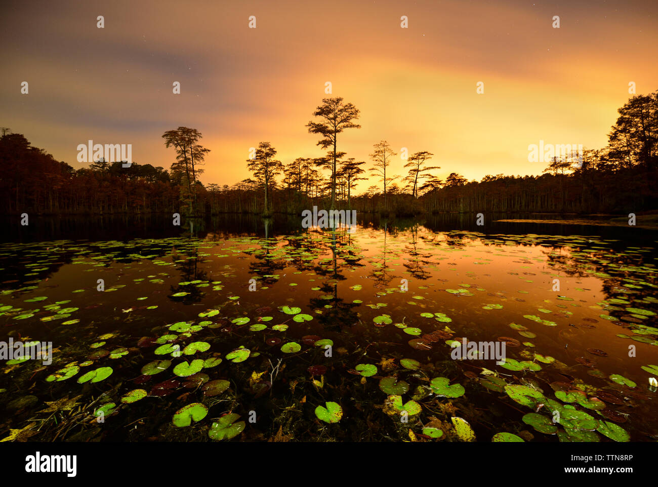 Tranquil lake scene with trees hi-res stock photography and images - Alamy