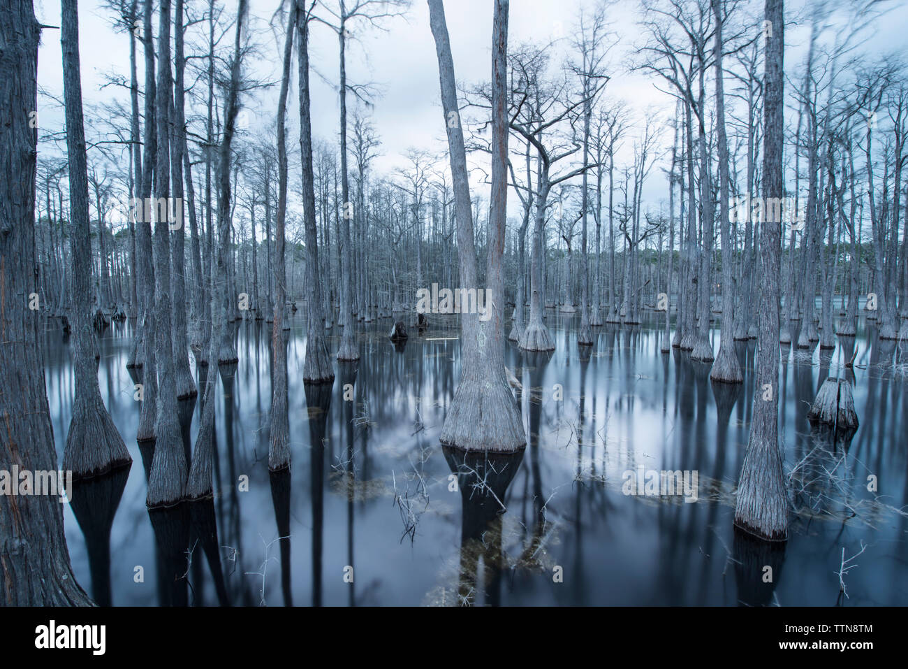 Log in swamp hi-res stock photography and images - Alamy