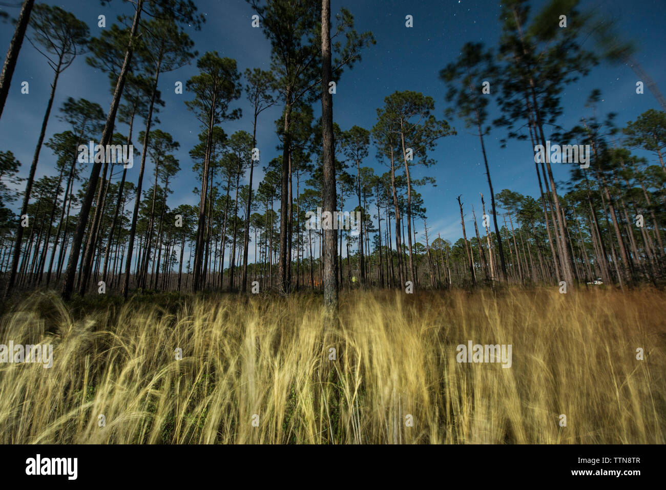 Trees growing at Pine Log State Forest during dusk Stock Photo - Alamy
