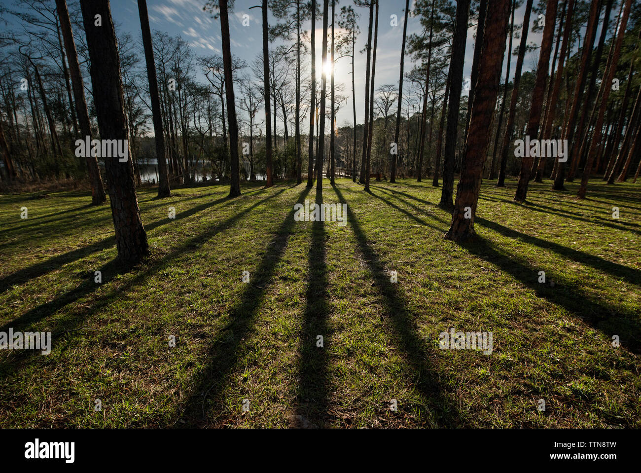 Pine log state forest hi-res stock photography and images - Alamy