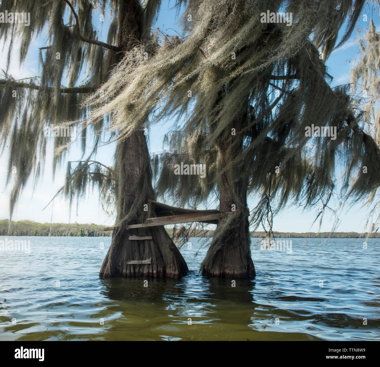 Cypress forest swamp hi-res stock photography and images - Alamy