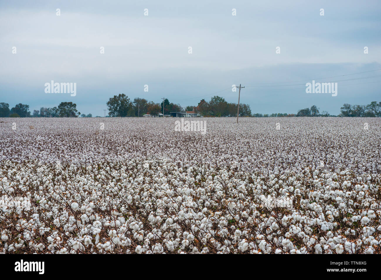 Cotton plants hi-res stock photography and images - Alamy