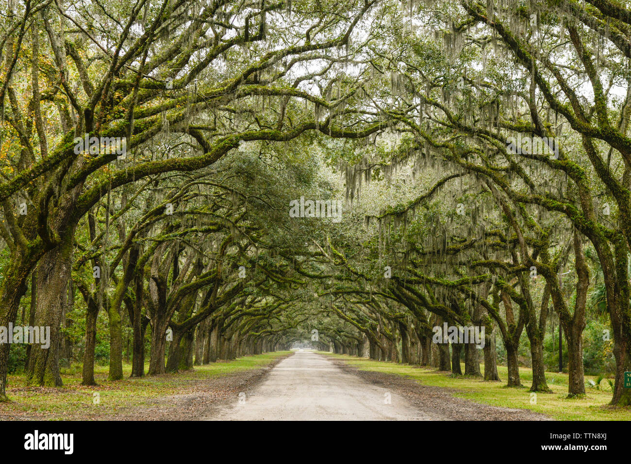 Green forest oak trees in hi-res stock photography and images - Alamy