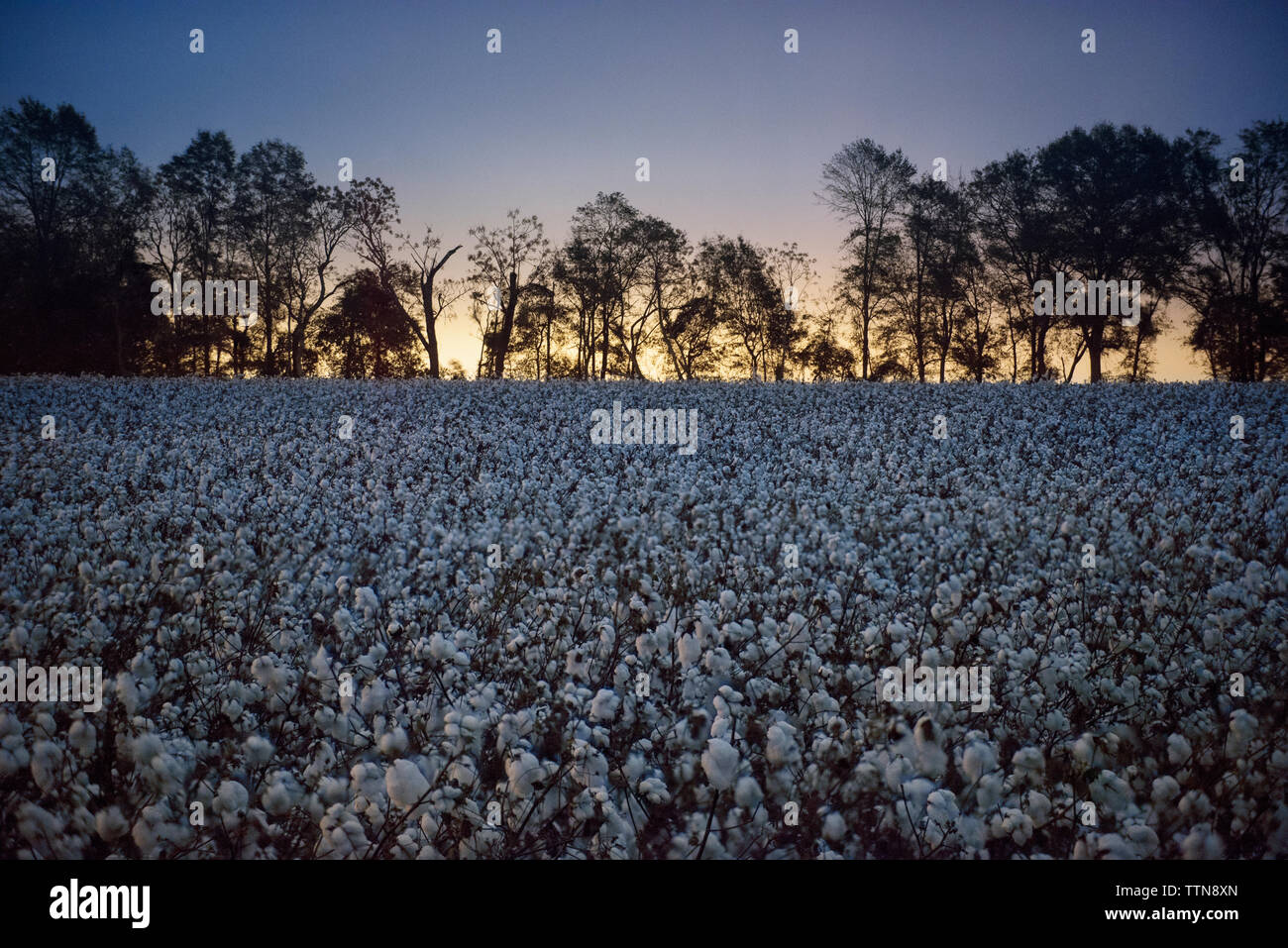Cotton plants field hi-res stock photography and images - Alamy