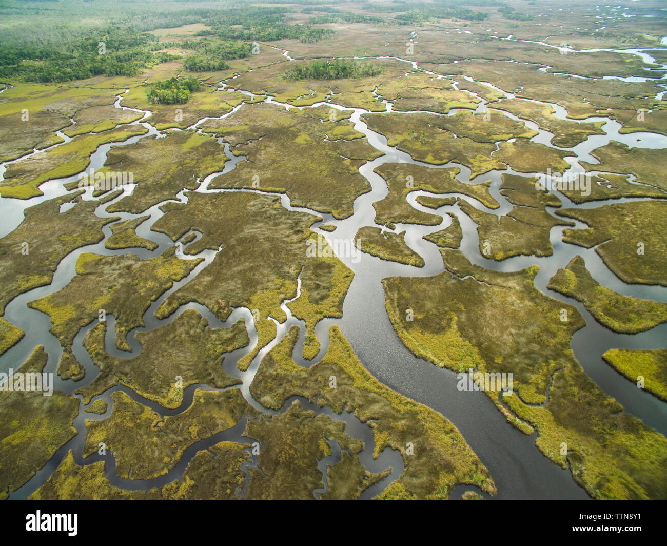 Scenic view of swamp at Chassahowitzka Wildlife Refuge Stock Photo - Alamy