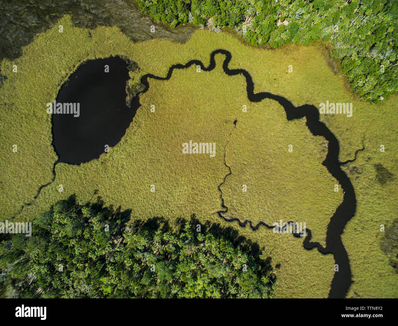 Swamp algae hi-res stock photography and images - Alamy