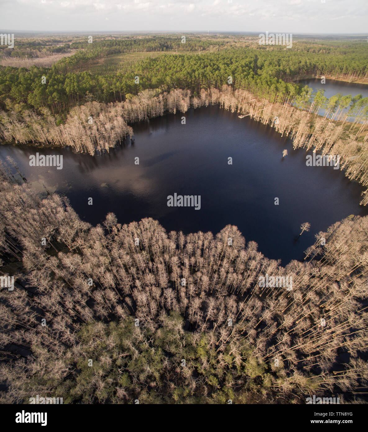 Aerial florida pine trees hi-res stock photography and images - Alamy